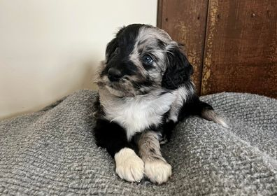 Your Trusted Destination for Exceptional Dog Breeding in NB - Unique ...