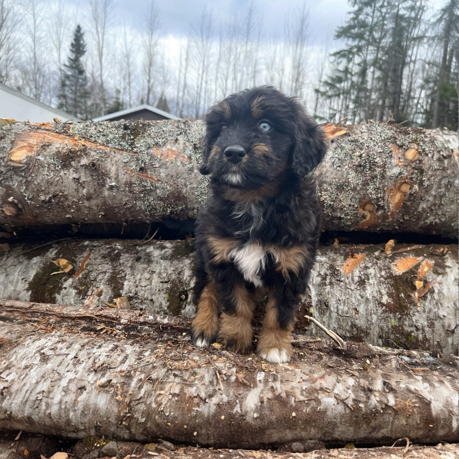 Available Puppies - Unique Doodles